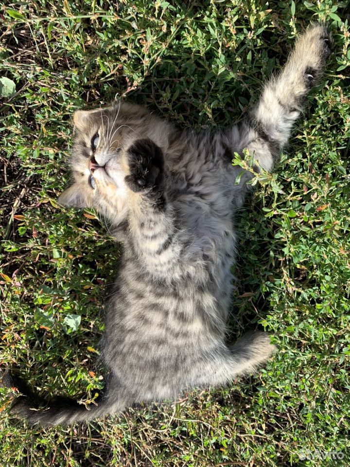 Котята отдам даром 2месяца