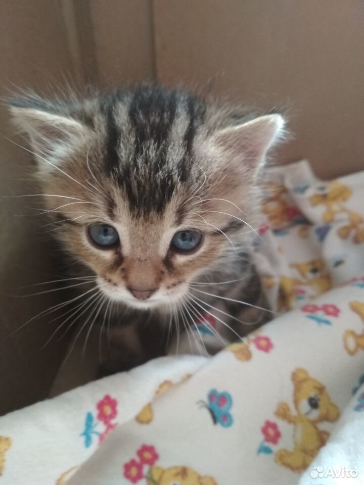 Котенок принцесса 1мес