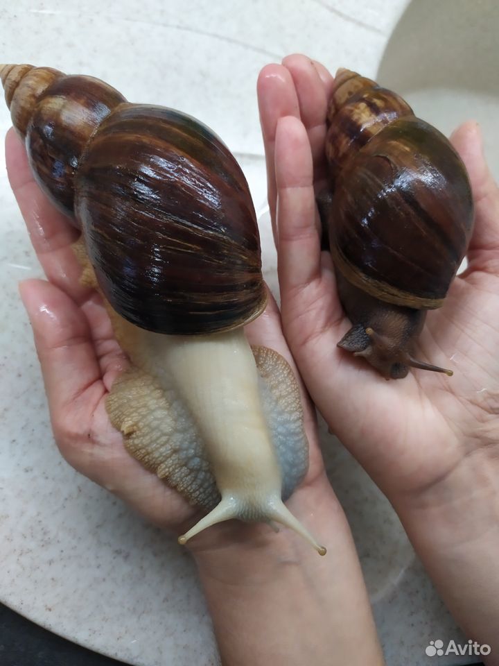 Улитки ахатины