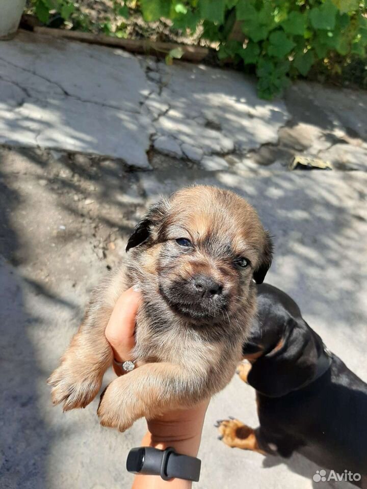 Собака