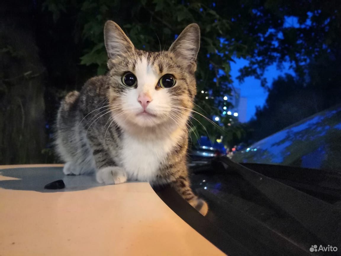 Кошка