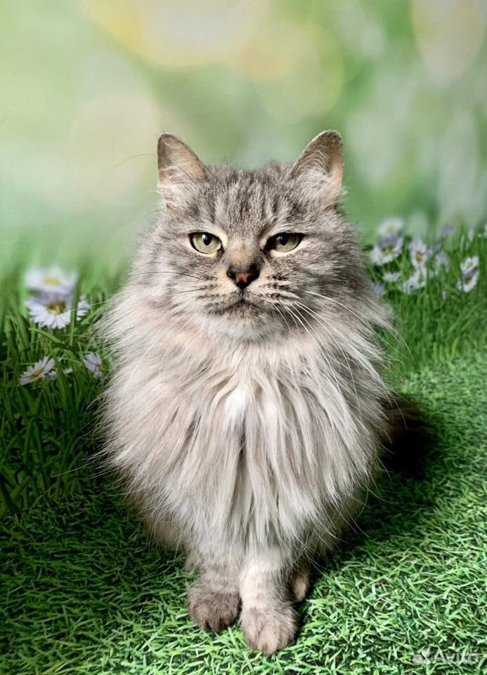 Котодети из приюта ищут своих родителей