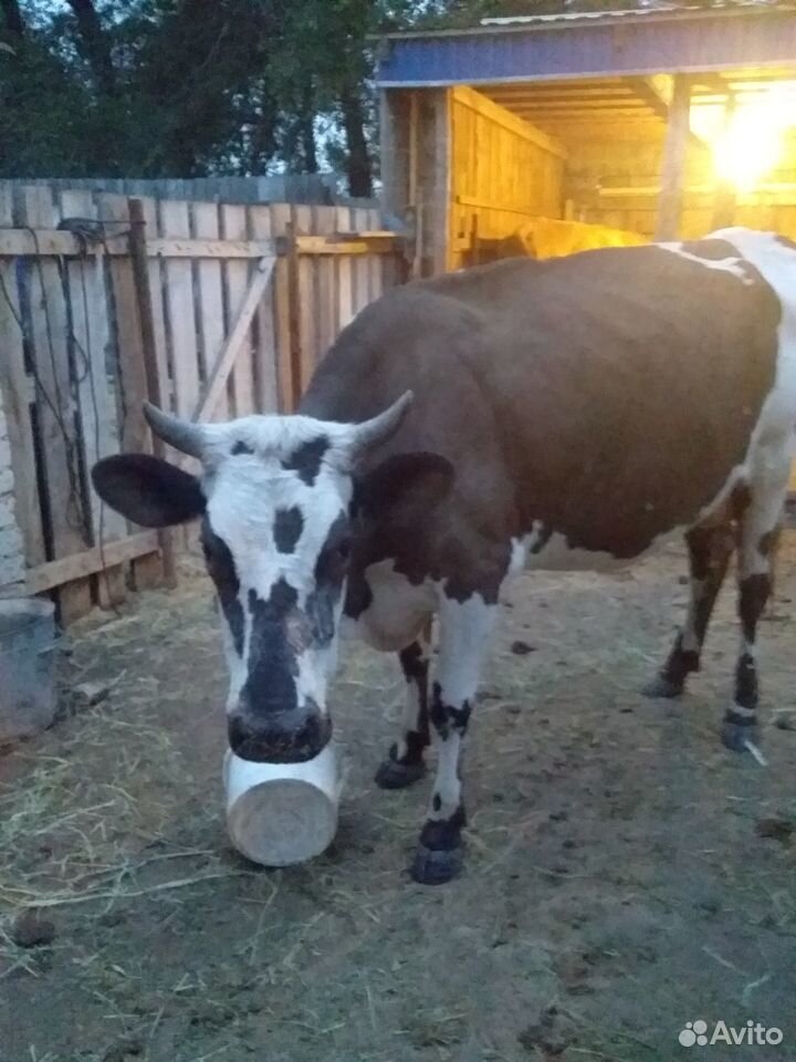 Продам корову