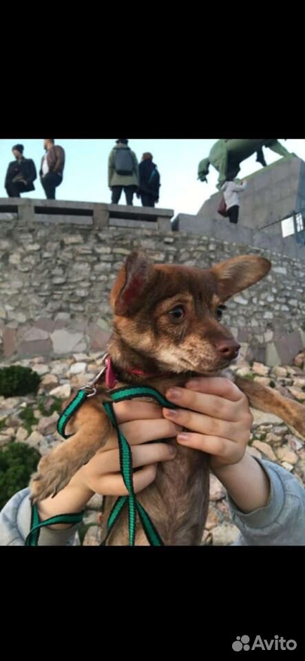 Помесь, Торьтерьер и Чайхуа девочка 3 месяца, хвос