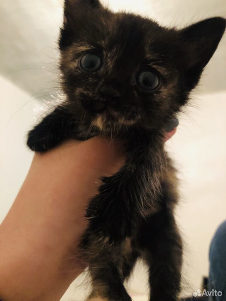 Бусинка, буся