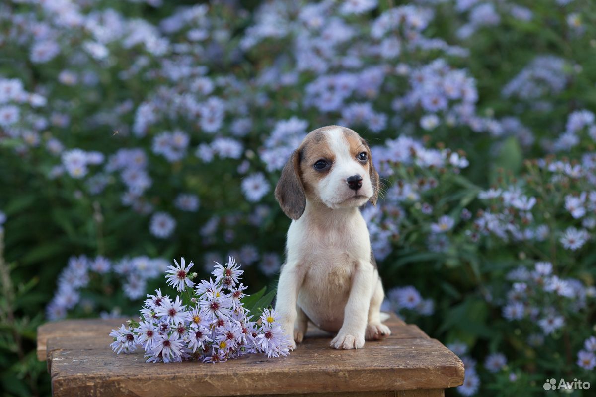 Бигли малышки