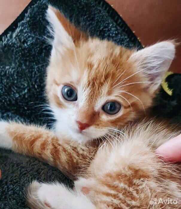 Котёнок 1-1,5 месяца девочка