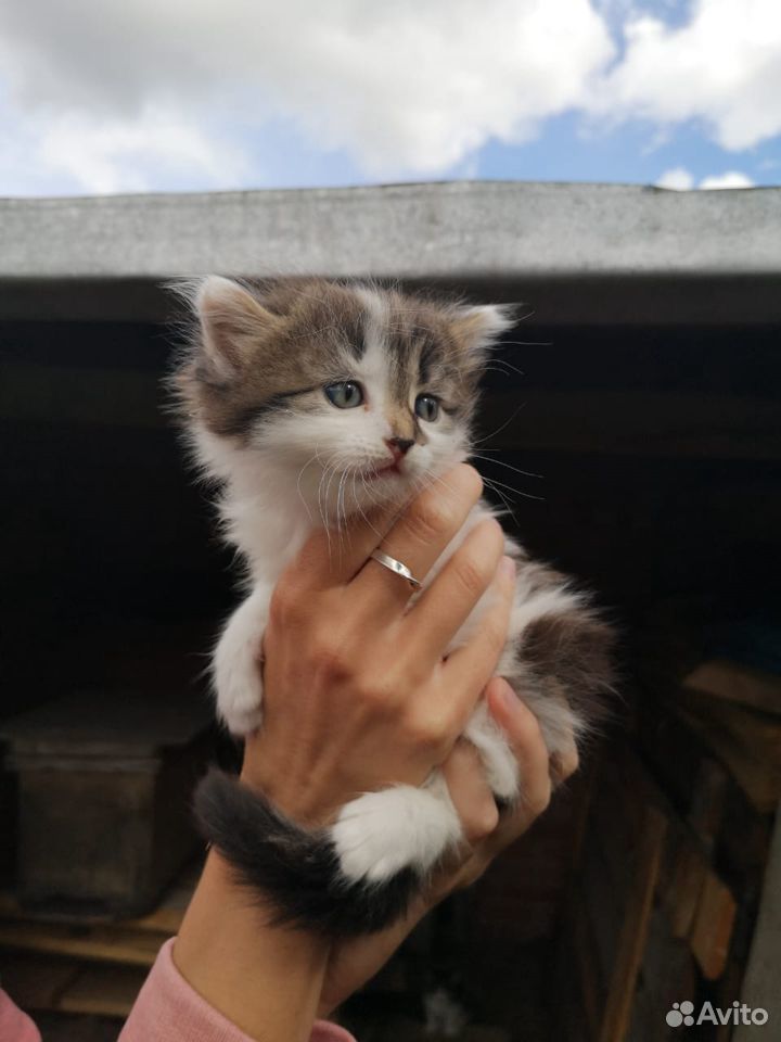 Котенок в добрые руки