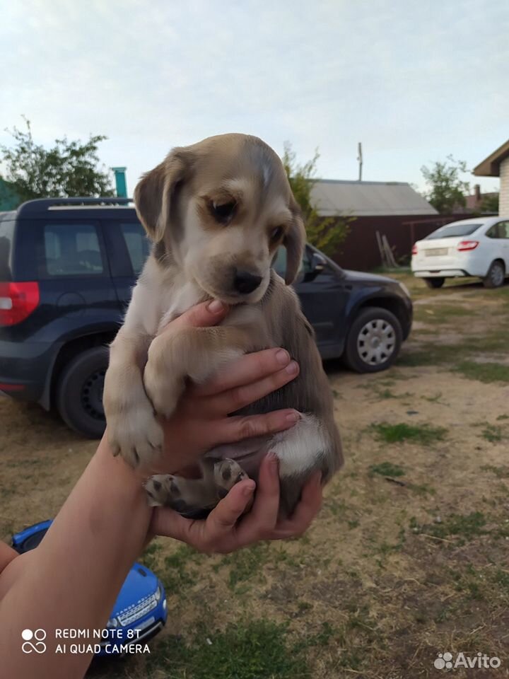 2 наимилейших щеночка