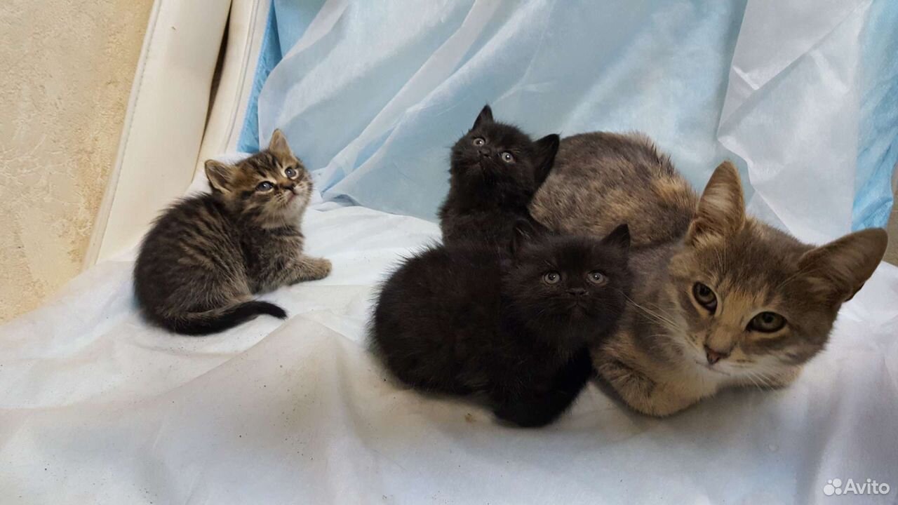 Котик