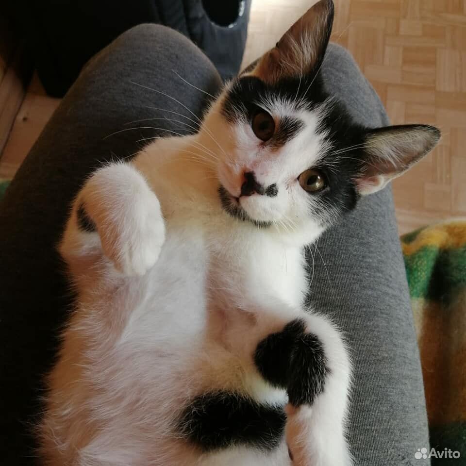 Классный котенок-подросток в дар