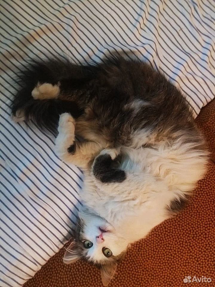 Ловкий кот Яша