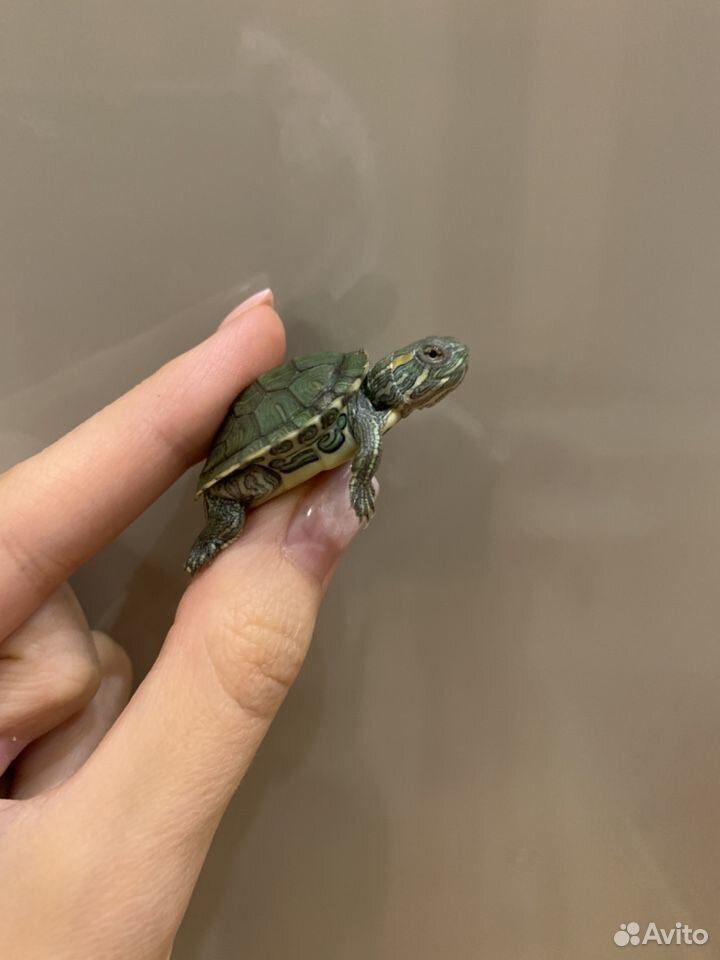 Черепашка комнатная