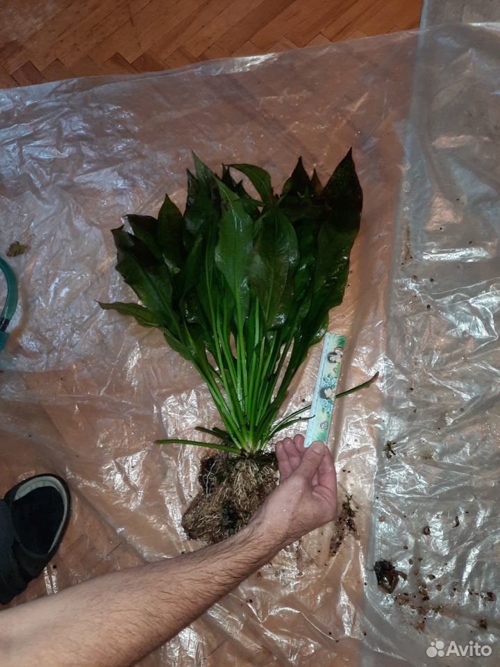 Эхинодорус (гигантский куст) + прополка