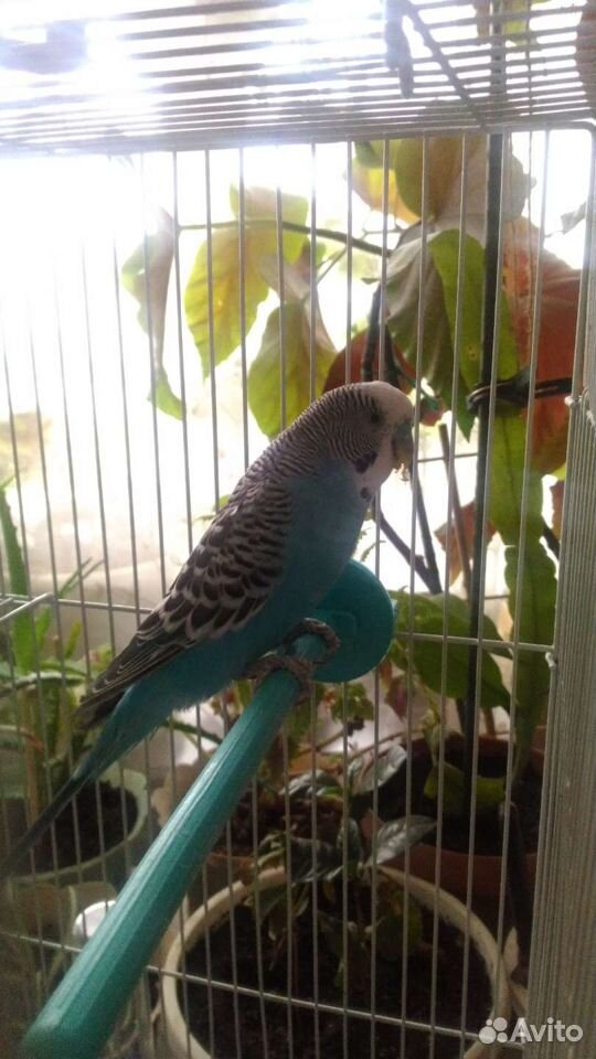 Попугай говорящий