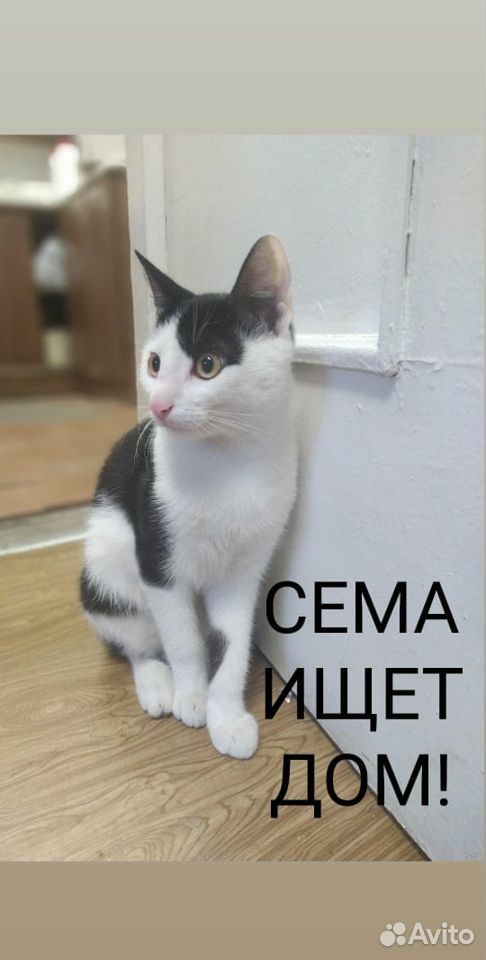 Сёма ищет дом)
