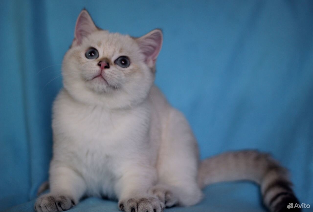 Брутальный мальчик шиншилла пойнт (золото)