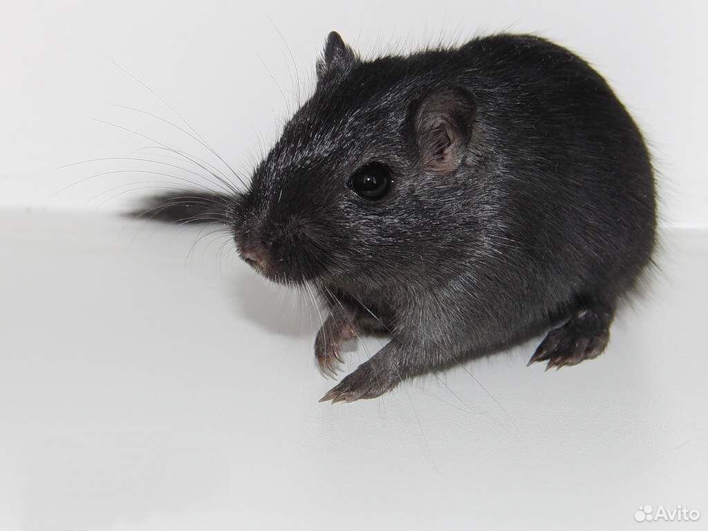 Деловой парень-песчанка, по-имени "Мыш"