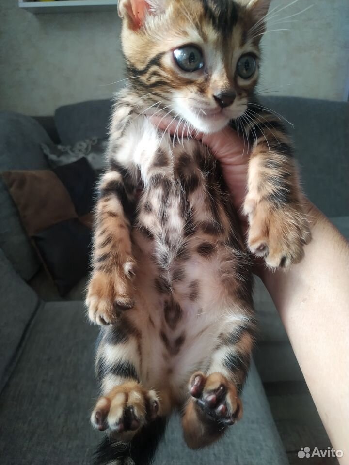 Бенгальская малышка- девчушка