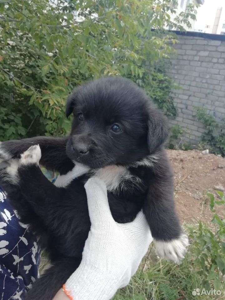 Девочка брюнетка ищет хозяина