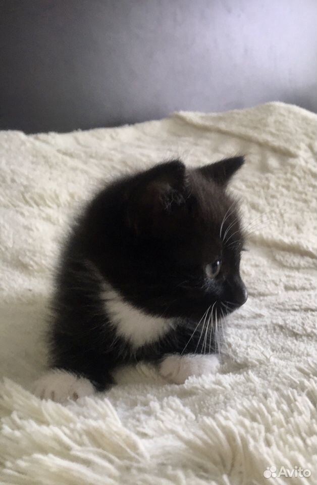 Котёнок, мальчик