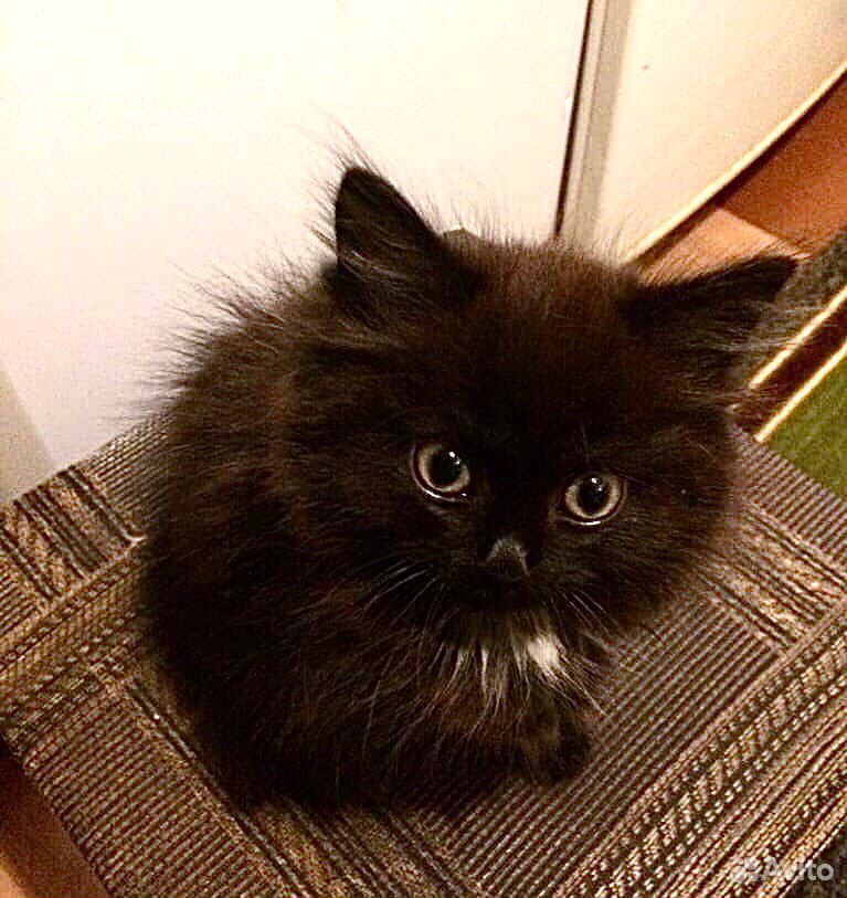 Просто Пух (1,5 мес.) очень хочет домой