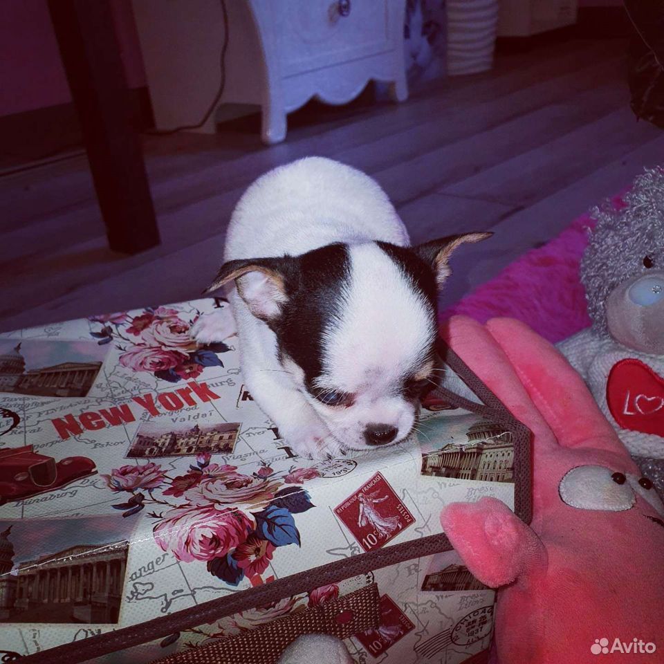 Минюшки кукольные малыши чихуахуа