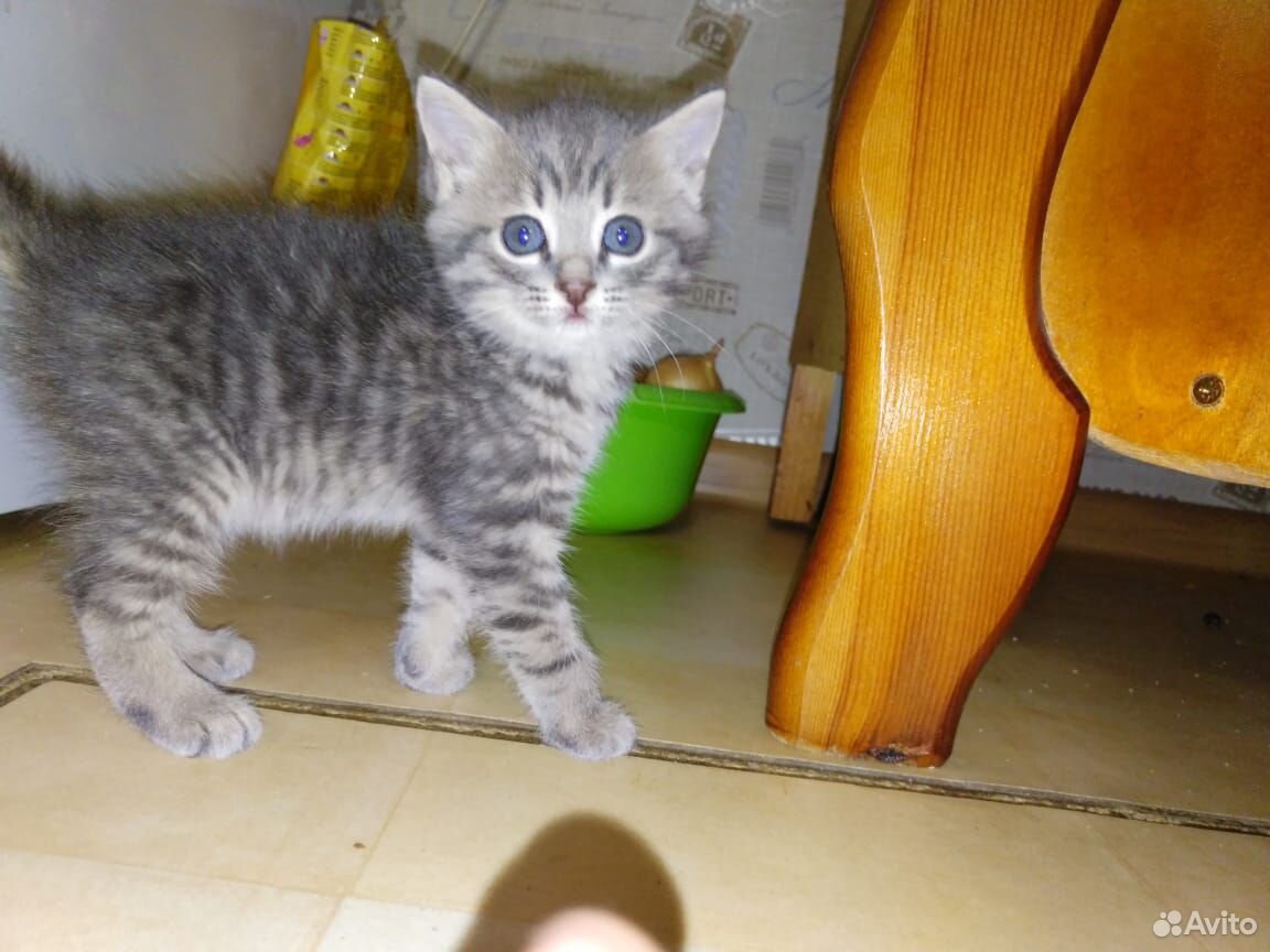 Котенок помесь британца вислоухого