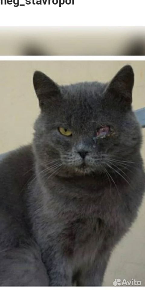 Волонтеры пролечили котю-чей кот