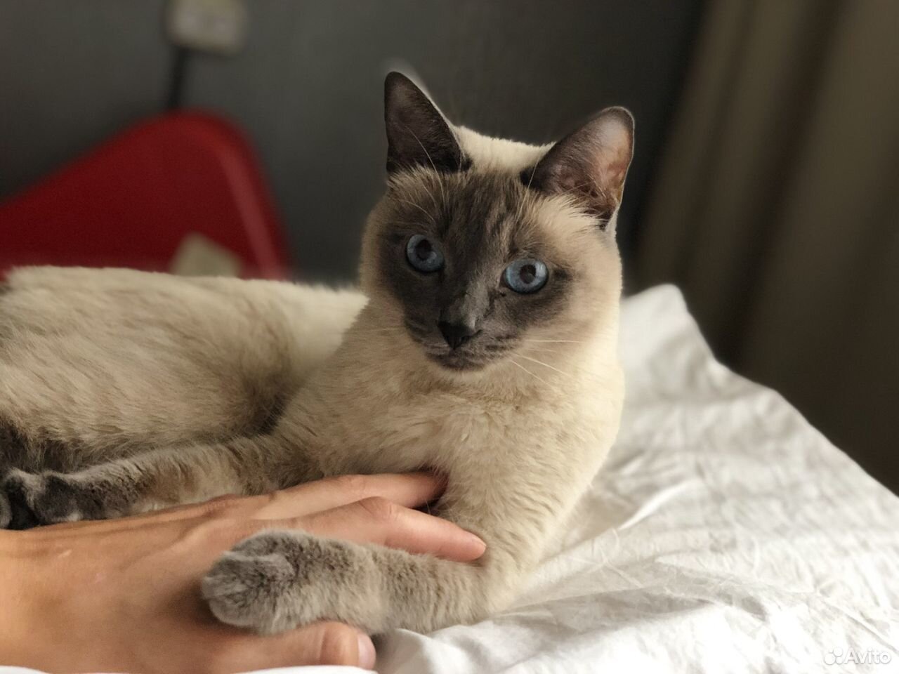 Тайская кошечка Буся