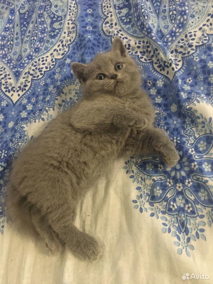 Британский котёнок