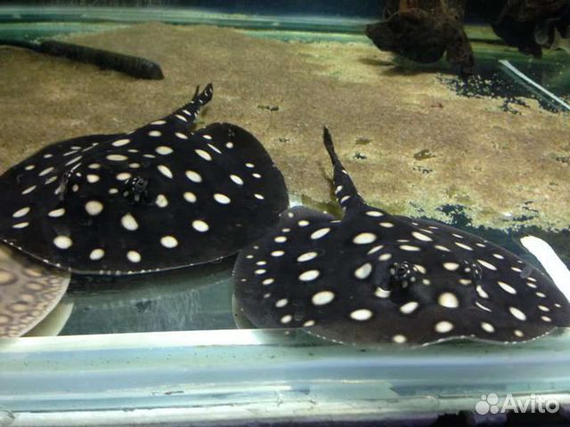 Скат Леопольд