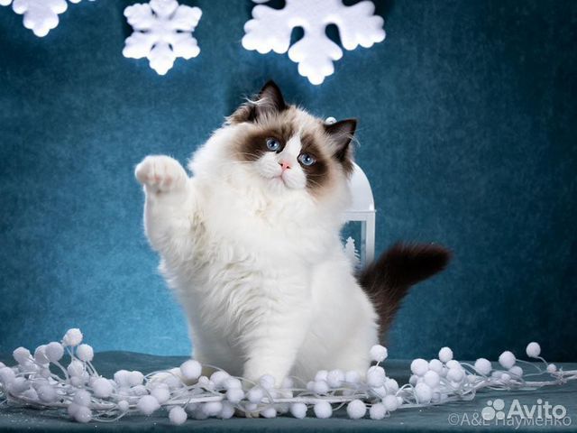 Кот рэгдолл