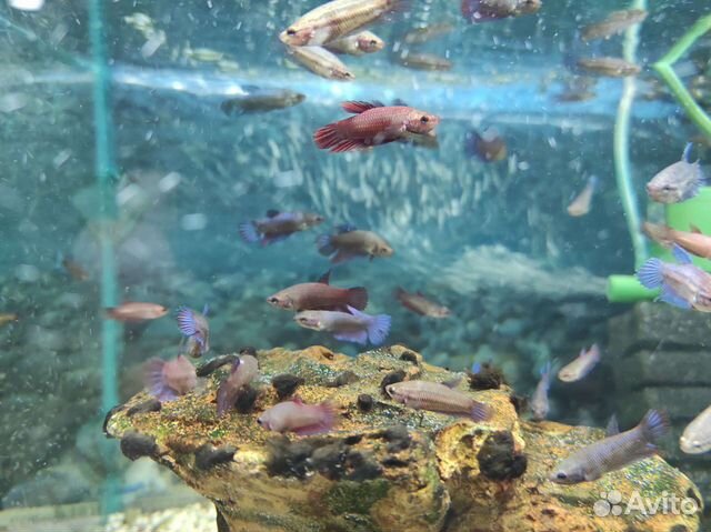 Петушок самка (курочка)