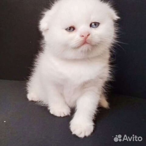 Шотландские белые котята