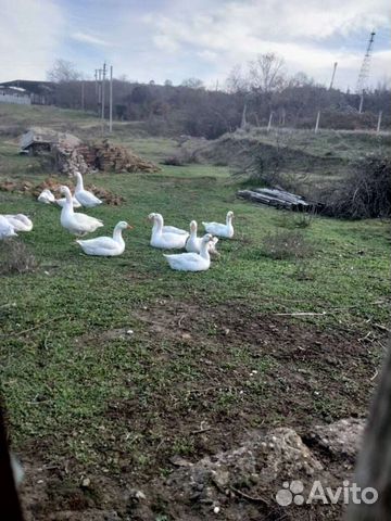 Продаю индоуток, гусей, петухов