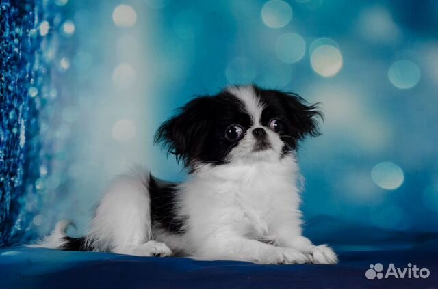 Японский хин миниатюрный мальчишка