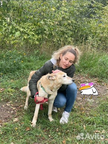 Ганс из сказки