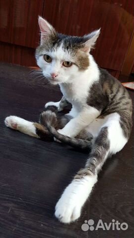 Кузьма- котик обнимашка ищет дом