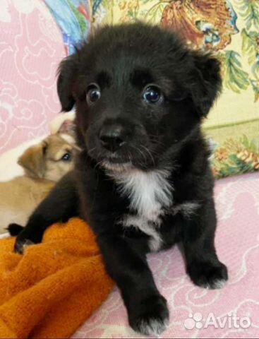 Черника отдам в добрые руки. Доставка