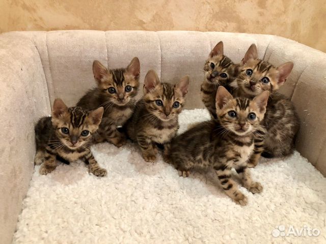 Бенгальские котята открыт резерв