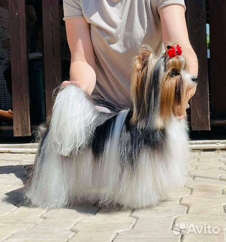 Щенки бивера
