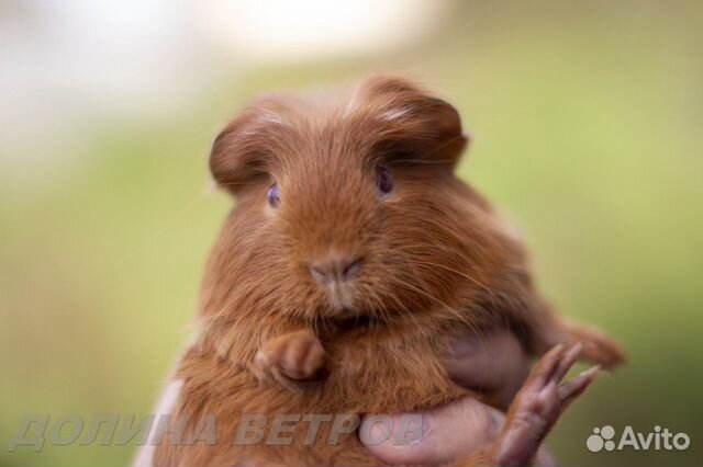 Морская свинка мальчик американский крестед