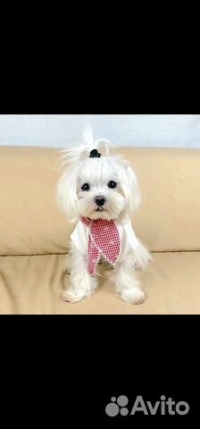 Болонки мальтезе куколка