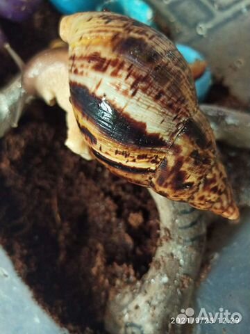 Улитка Ахатина ретикулята