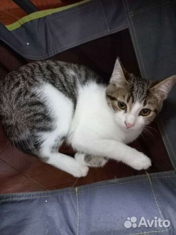 Котенок Зайка