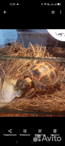 Черепаха сухопутная