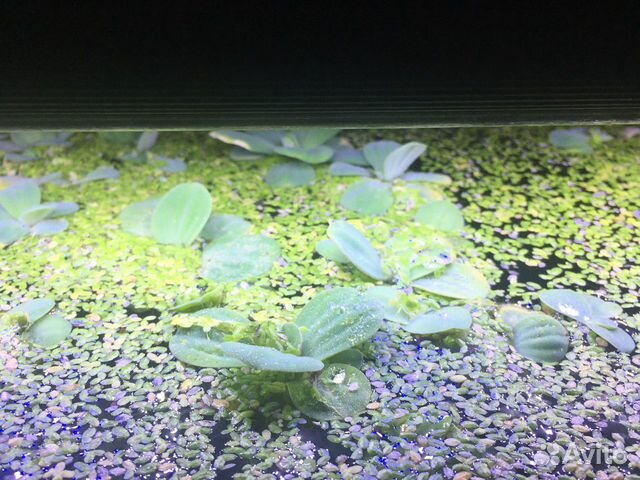 Водоросли для аквариума