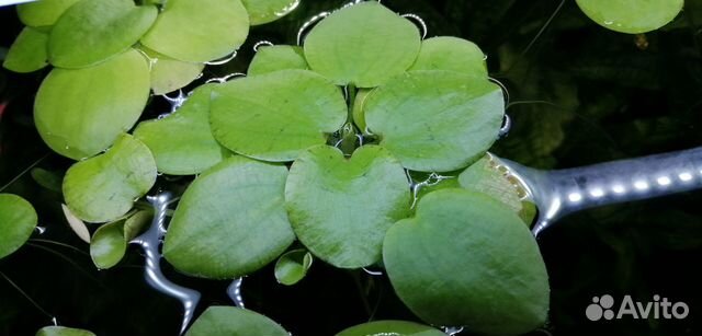 Растения для аквариума (прополка)