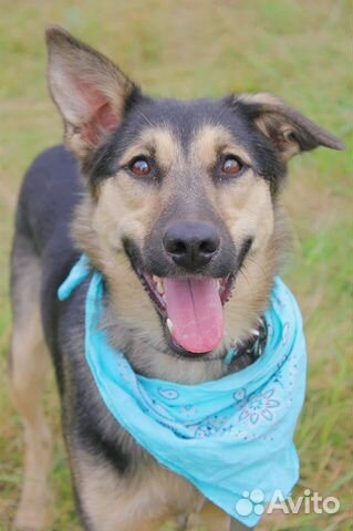 Черничка ищет свой дом